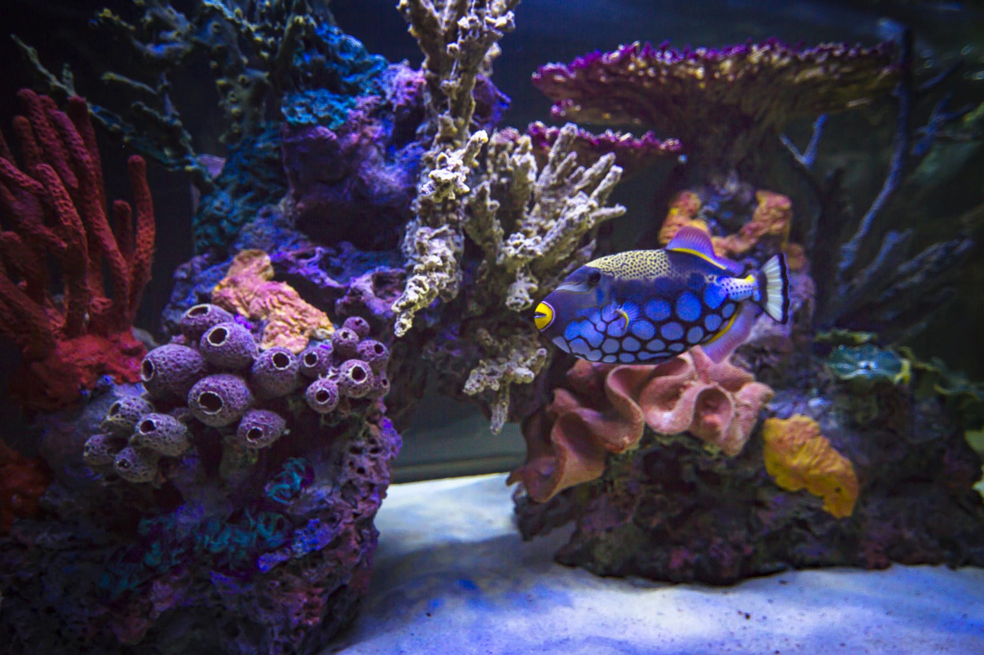 About Infinity Aquarium Design | Creativity. Quality. Preservation.