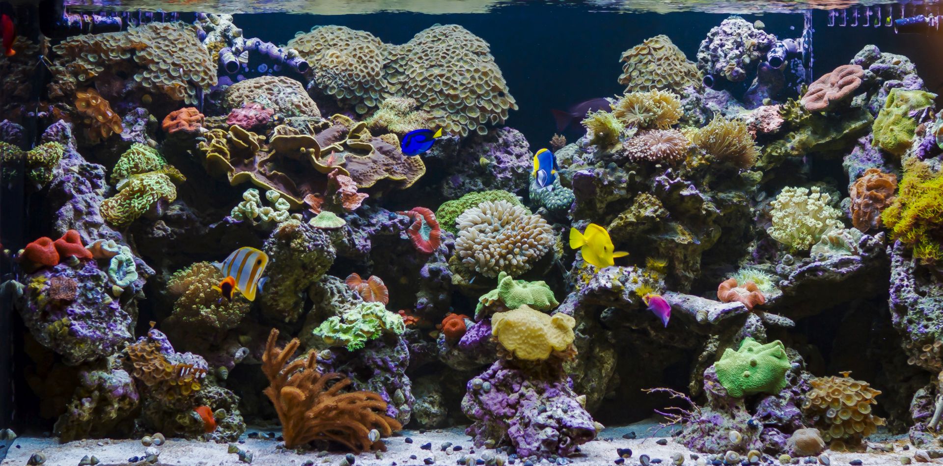 Custom Aquarium Design & Installation | Infinity Aquariums
